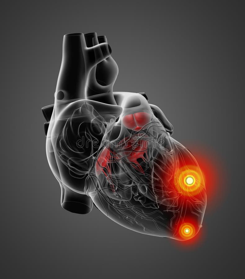 3d Rendered of the Human Heart Stock Illustration - Illustration of ...