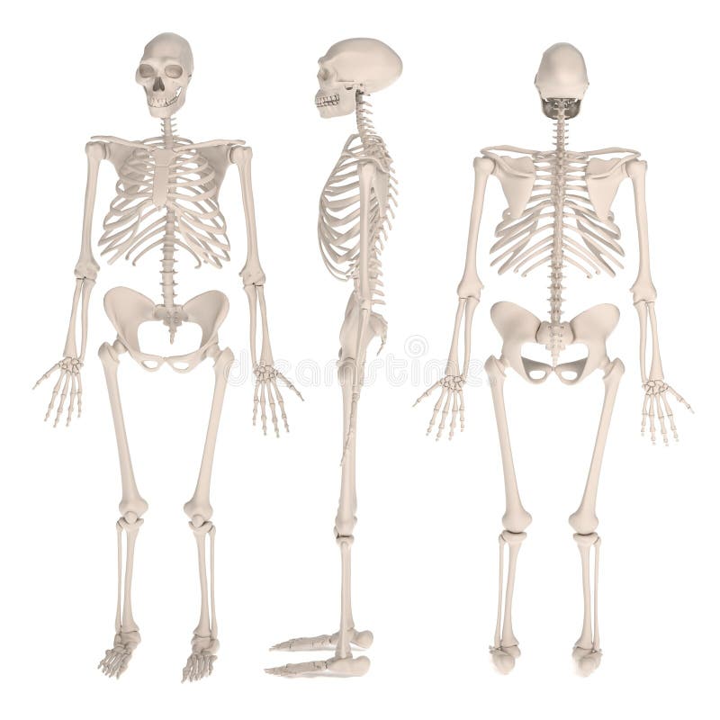 Erectus stock illustration. Illustration of medicine - 10635614