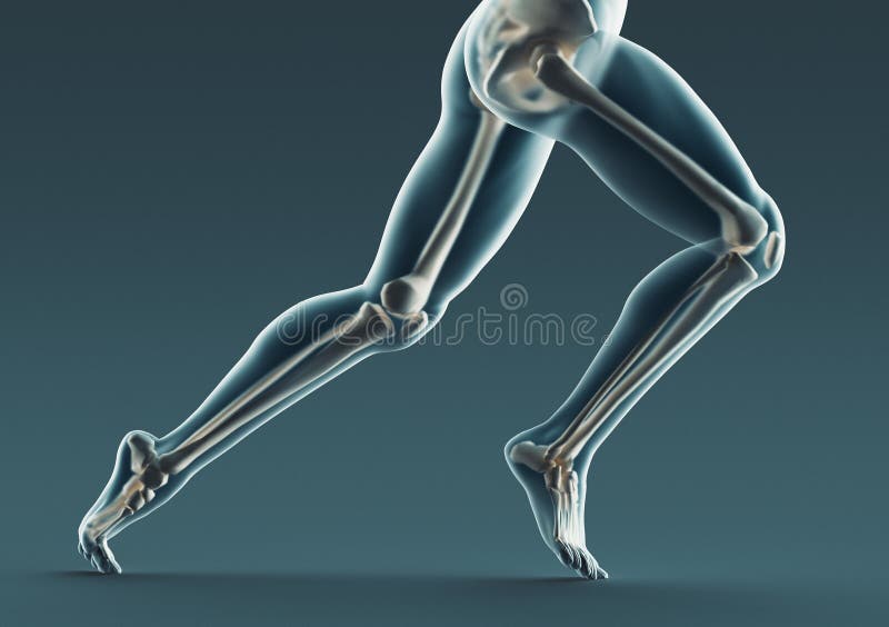 Human Legs and Bones, X Ray, 3d Rendering Stock Illustration ...