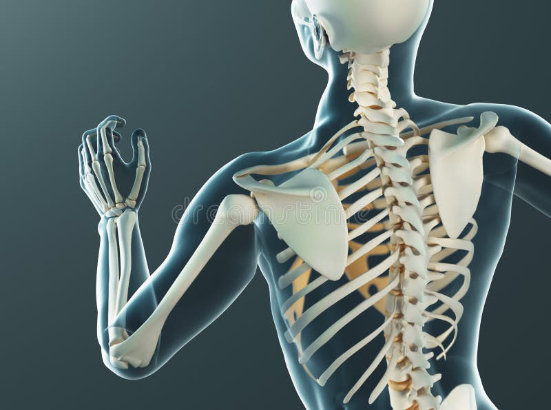 Human Body Parts, X Ray, 3d Rendering Stock Illustration - Illustration ...