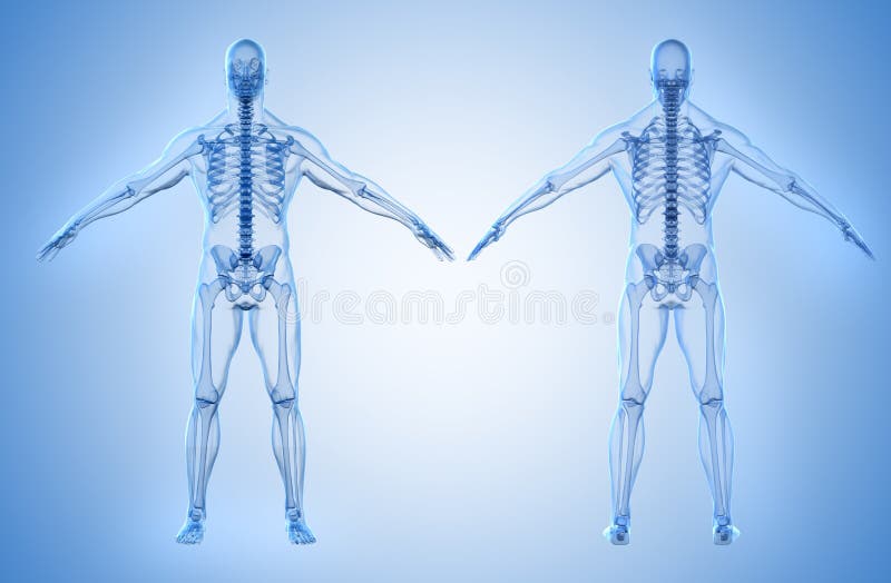3d Render of Human Body and Skeleton Stock Illustration - Illustration ...