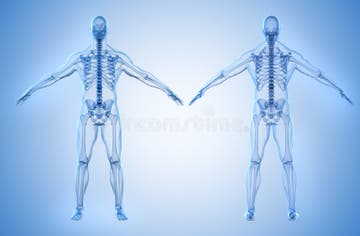 Human Body Render Stock Illustrations – 28,016 Human Body Render Stock ...
