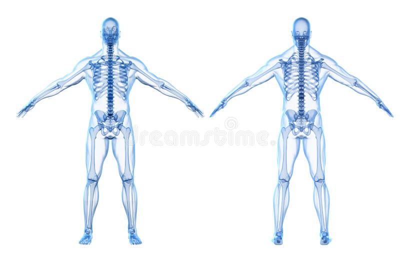 3+ 3d render human leg Free Stock Photos - StockFreeImages