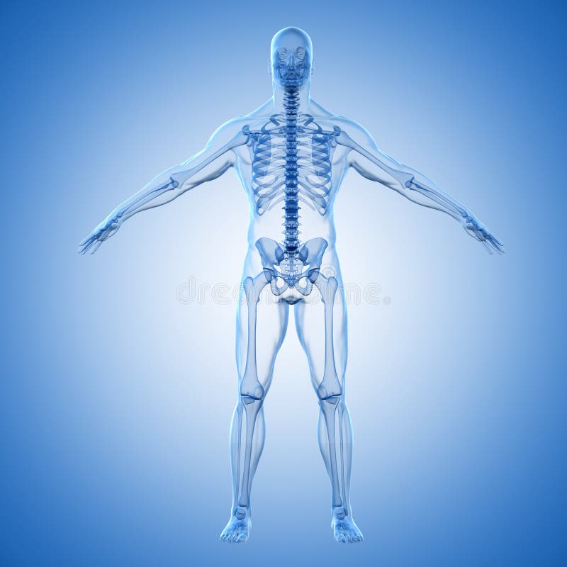 3d Render of Human Body and Skeleton Stock Illustration - Illustration ...