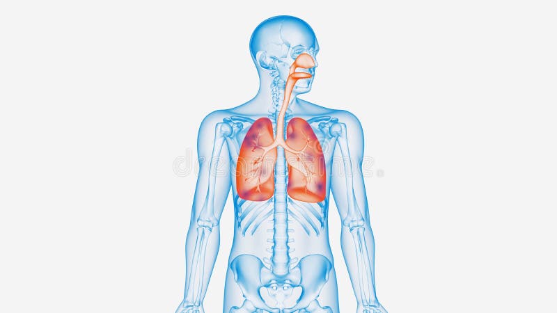 3d Render Human Body with Translucent Lungs Stock Illustration ...