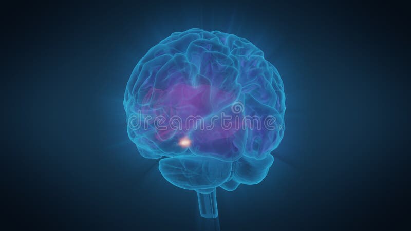 3d Render Human Brain with Convolutions and a Radiance of Light Stock ...