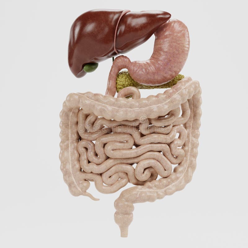 3D Render of Human Digestive System Stock Illustration - Illustration ...