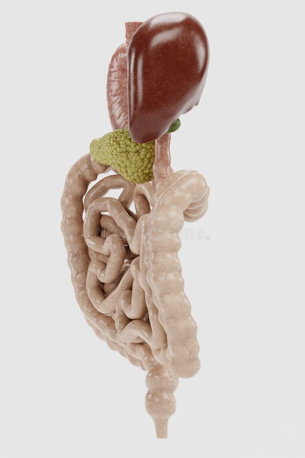 3D Render of Human Digestive System Stock Illustration - Illustration ...