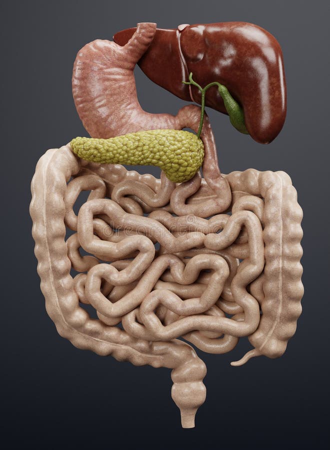 3D Render of Human Digestive System Stock Illustration - Illustration ...