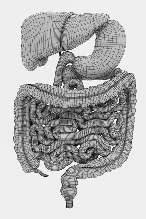 3D Render of Human Digestive System Stock Illustration - Illustration ...