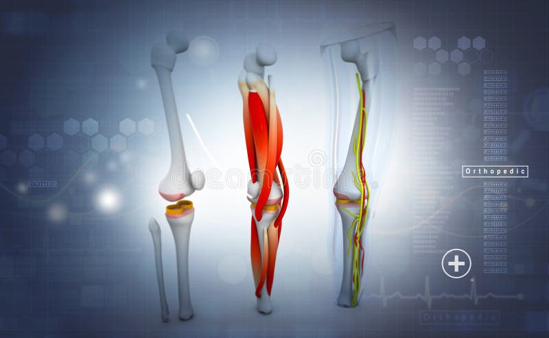 3d render of human leg stock illustration. Illustration of rendering ...