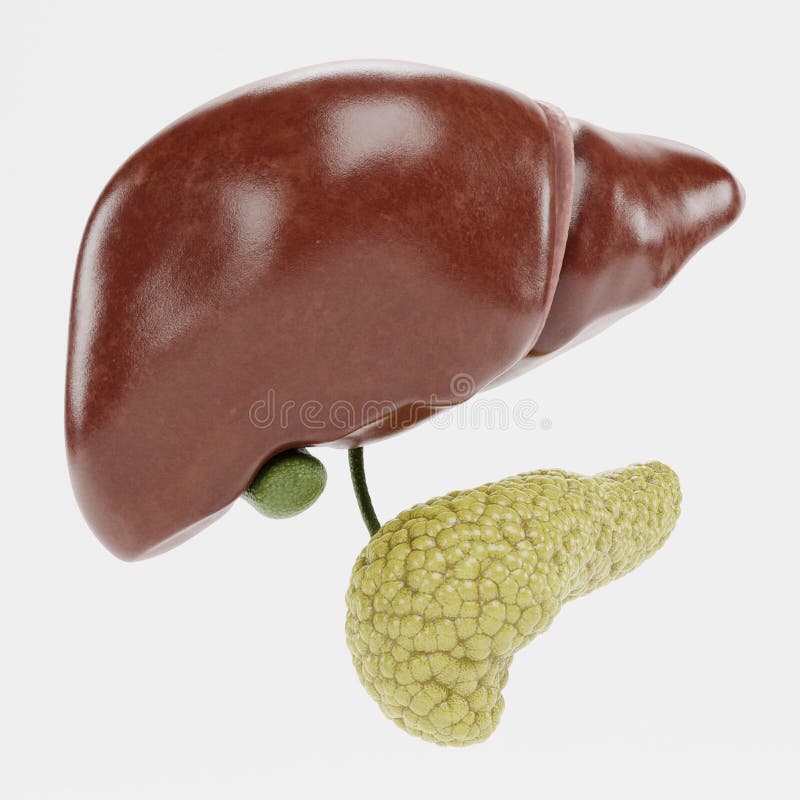 3D Render of Human Liver with Pancreas Stock Illustration ...