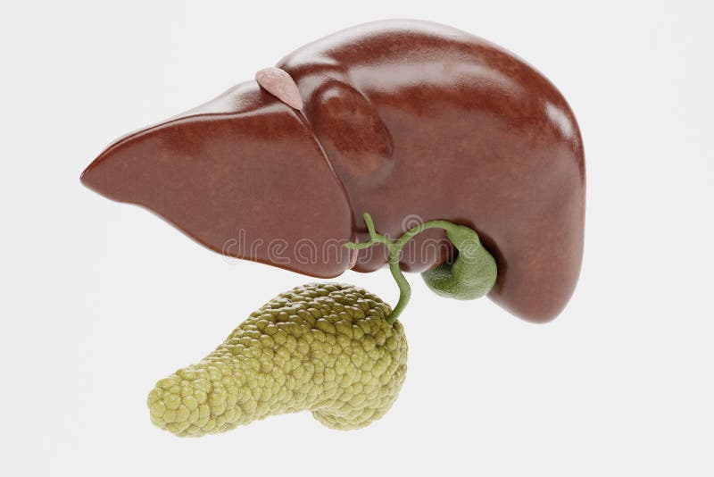 3D Render of Human Liver with Pancreas Stock Illustration ...