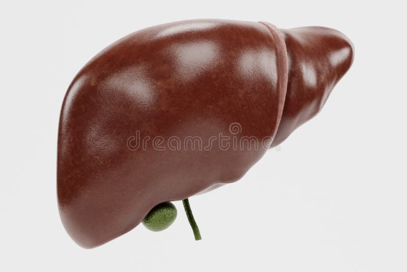 3D Render of Human Liver stock illustration. Illustration of operation ...