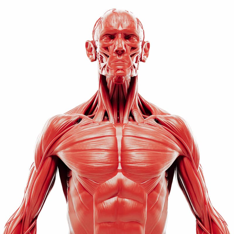 3d Render of Human Muscular System Stock Illustration - Illustration of ...