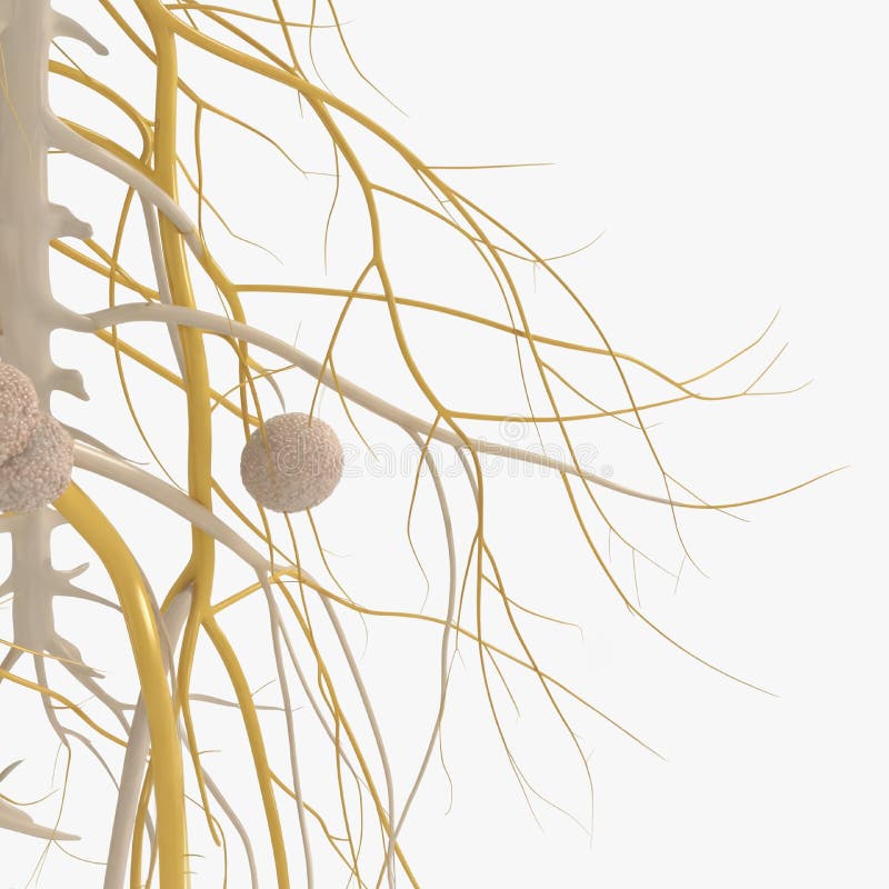 3D Render of Human Nervous System and Lymph Nodes with Spinal Cord on ...