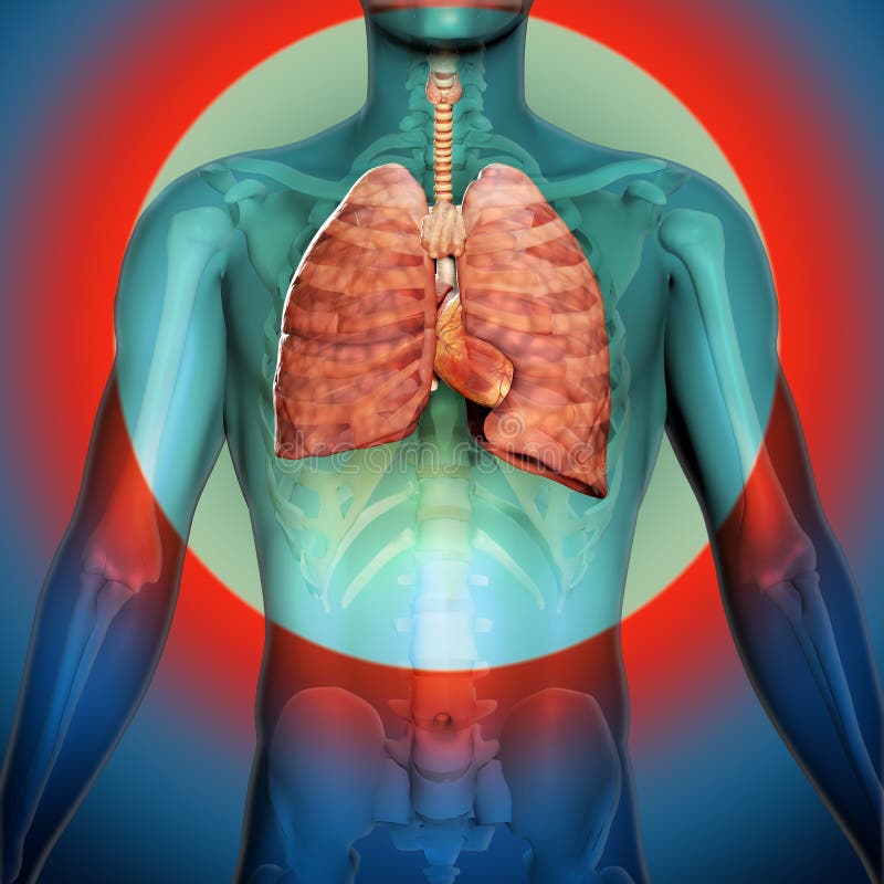 3d Render of Human Respiratory System Lungs Anatomy Stock Illustration ...