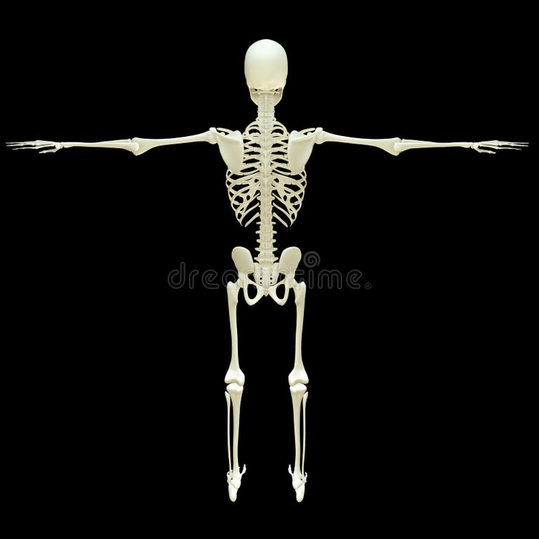 3D Render- Human Skeleton Back View Body Stock Illustration ...