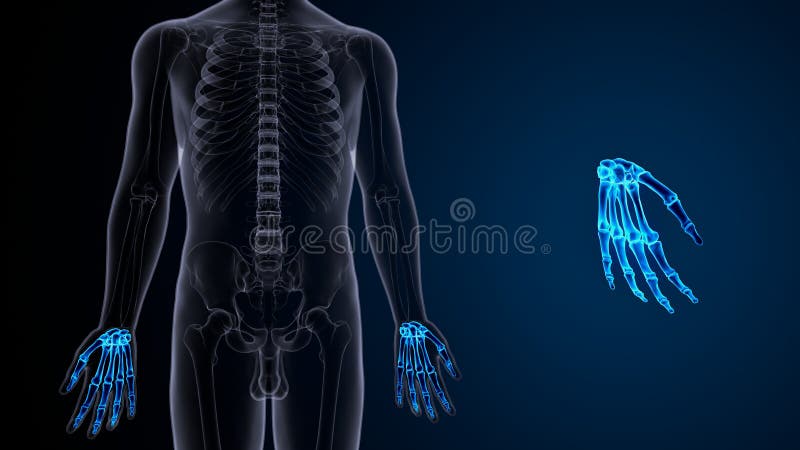 3d Render of Human Skeleton Hand Bone Anatomy Stock Illustration ...