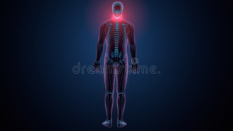 3d Render of Human Skeleton Maxilla Bone Anatomy Stock Illustration ...