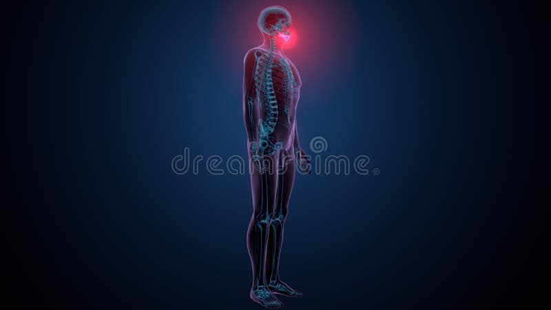 3d Render of Human Skeleton Maxilla Bone Anatomy Stock Illustration ...