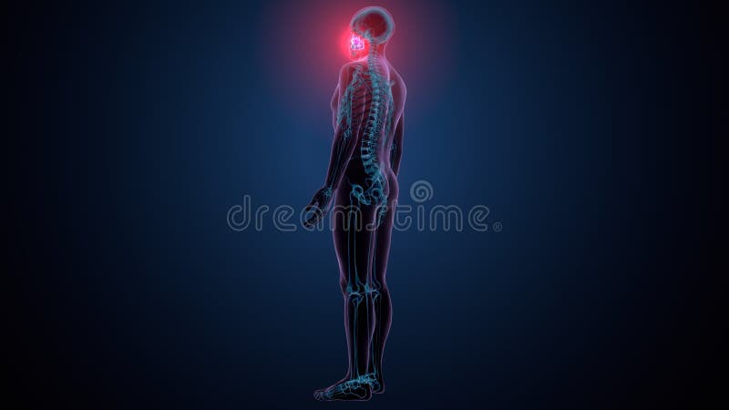 3d Render of Human Skeleton Maxilla Bone Anatomy Stock Illustration ...