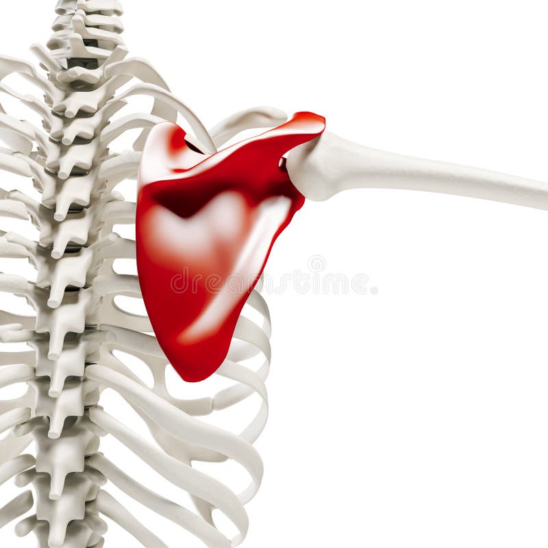Skeleton with Shoulder Blade Stock Illustration - Illustration of ...