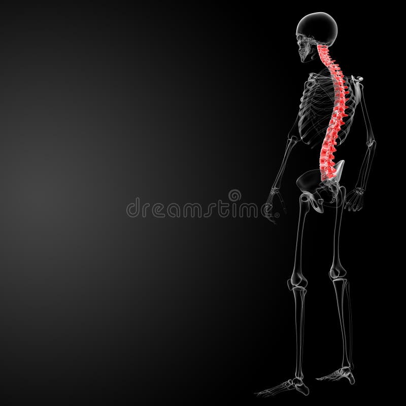 3d Render Human Spine Anatomy Stock Illustration - Illustration of ...