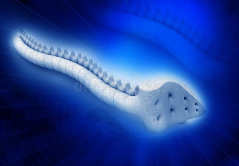 1,117 Spine Blue Anatomy Stock Photos - Free & Royalty-Free Stock ...