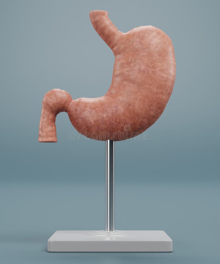 3D Render of Human Stomach Model Stock Illustration - Illustration of ...