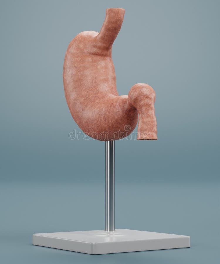 3D Render of Human Stomach Model Stock Illustration - Illustration of ...
