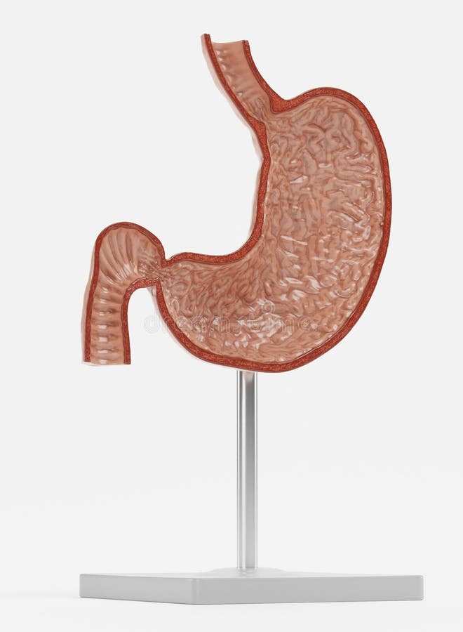 3D Render of Human Stomach Model Stock Illustration - Illustration of ...