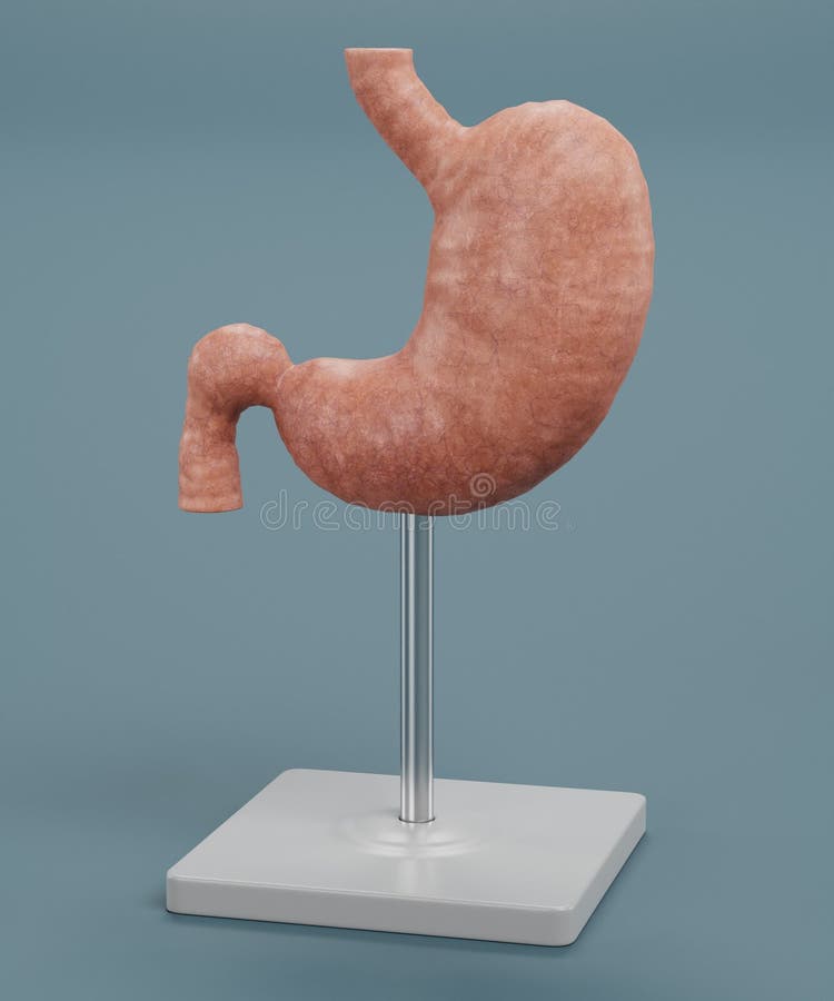 3D Render of Human Stomach Model Stock Illustration - Illustration of ...
