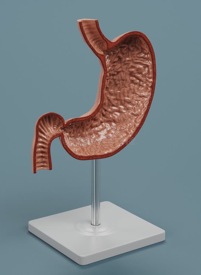 3D Render of Human Stomach Model Stock Illustration - Illustration of ...