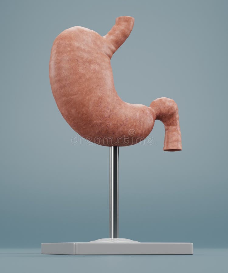 3D Render of Human Stomach Model Stock Illustration - Illustration of ...