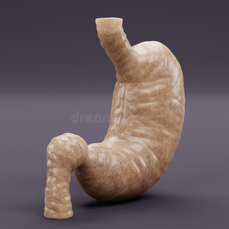 3D Render of Stomach with Gastric Band Stock Illustration ...