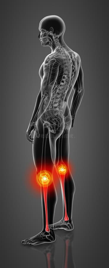 3D Rendering Illustration of Tibia Bone Stock Illustration ...