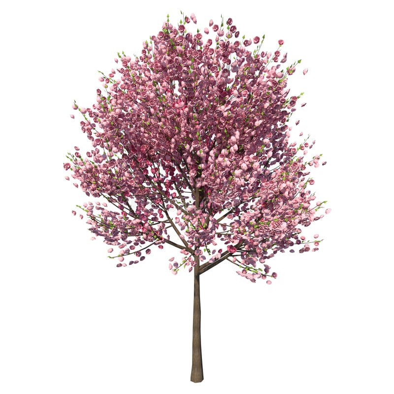 Cherry Tree Png Stock Illustrations – 418 Cherry Tree Png Stock ...