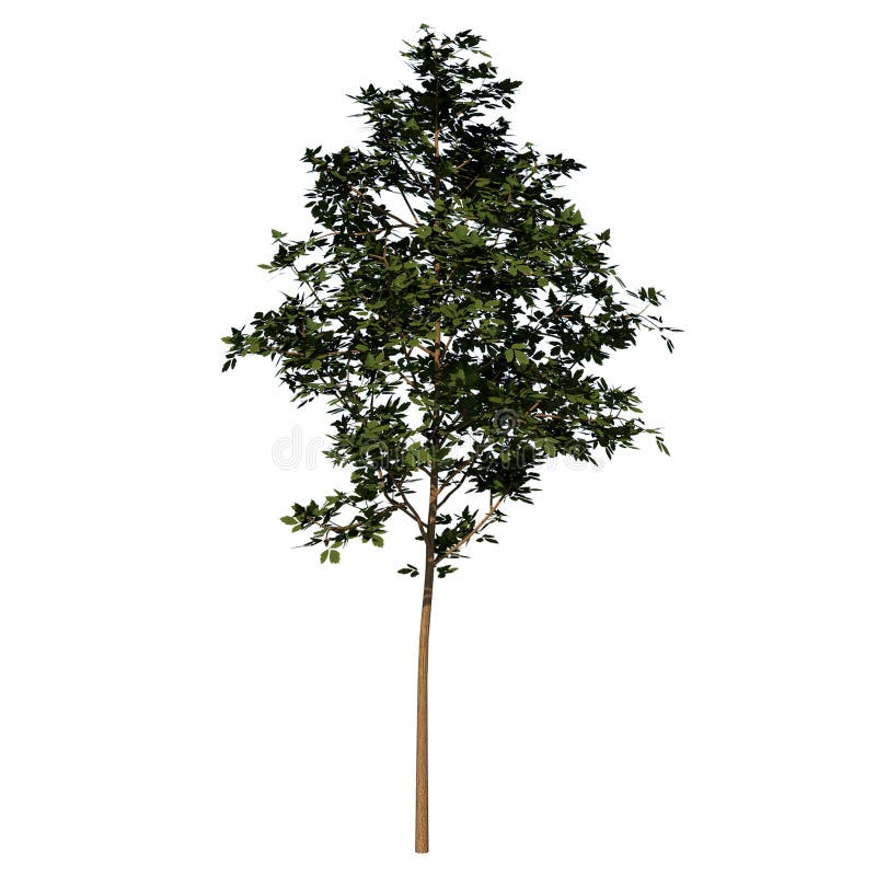 Front View Tree Young Common Maple 3 White Background 3D Rendering ...