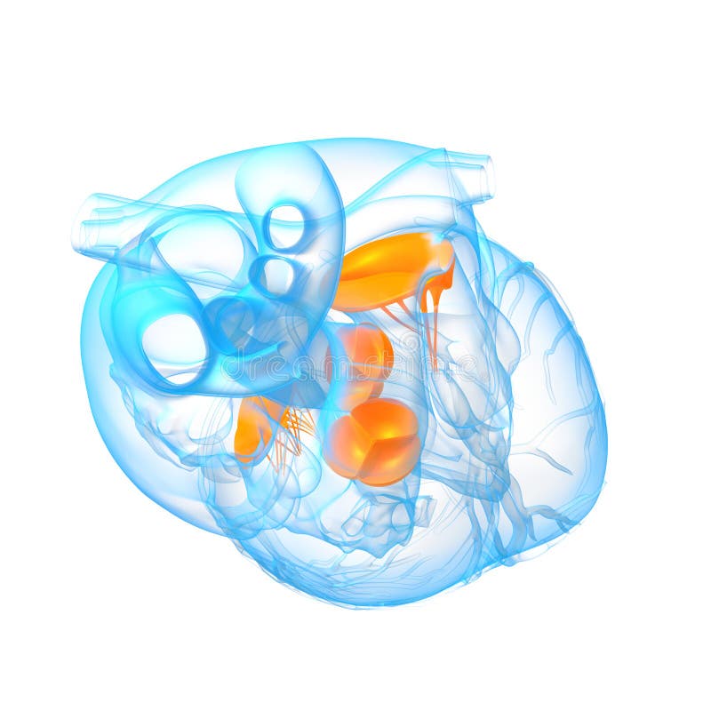 3d Render Illustration of the Heart Valve Stock Illustration ...