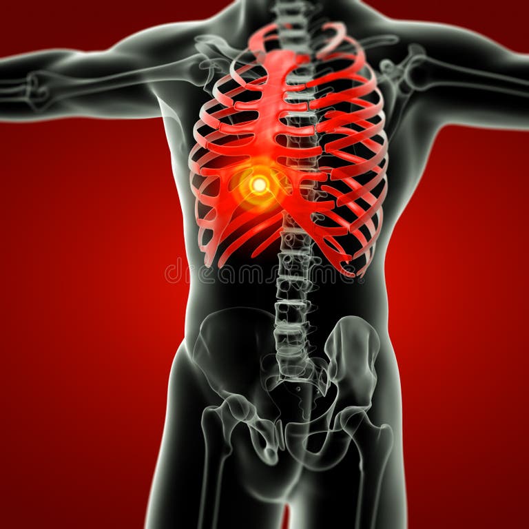 3d Render Illustration of the Male Rib Cage Stock Illustration ...