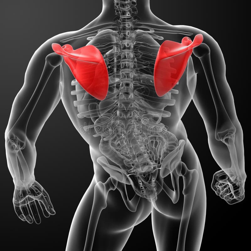 3d Render Illustration Scapula Bone Stock Illustration - Illustration ...
