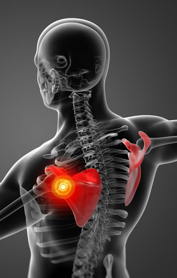 3d Render Illustration Scapula Bone Stock Illustration - Illustration ...