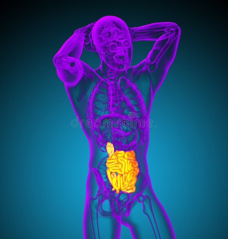 Intestine Front Stock Illustrations – 273 Intestine Front Stock ...