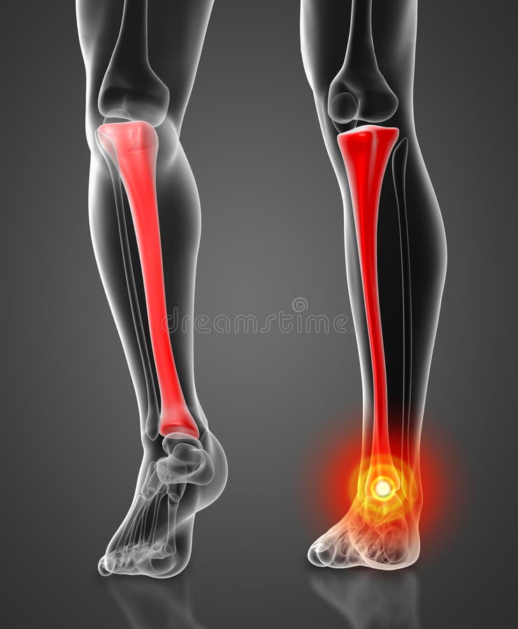 3D Rendering Illustration of Tibia Bone Stock Illustration ...