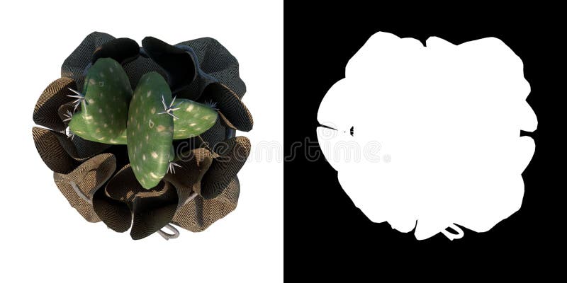 Top View of Plant Cactus 2 Tree White Background 3D Rendering ...