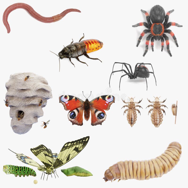 3D Render of Insect Set stock illustration. Illustration of earthworm ...