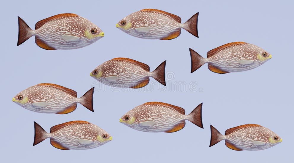 3d Render of Java Rabbitfish Stock Illustration - Illustration of coral ...