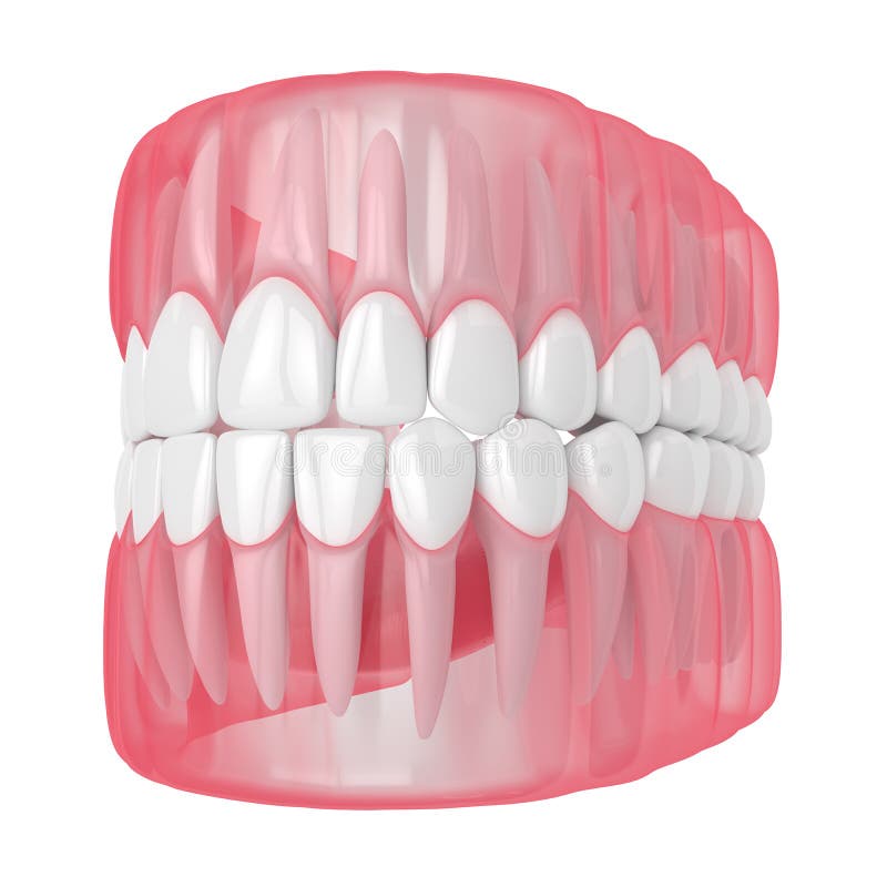 Dental Row Dentition Transparent Background Stock Illustrations – 8 ...