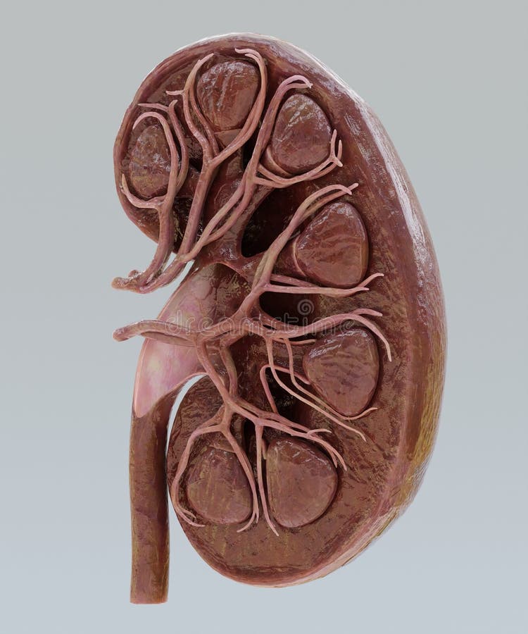 3D Render of Kidney Section Stock Illustration - Illustration of ...